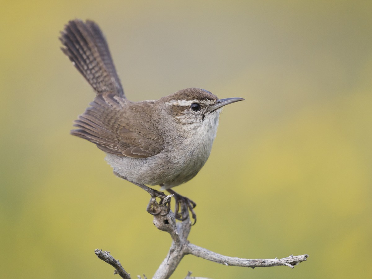 Bewick's Wren - Thryomanes bewickii - Birds of the World