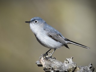 Blue-gray Gnatcatcher - Polioptila caerulea - Birds of the World