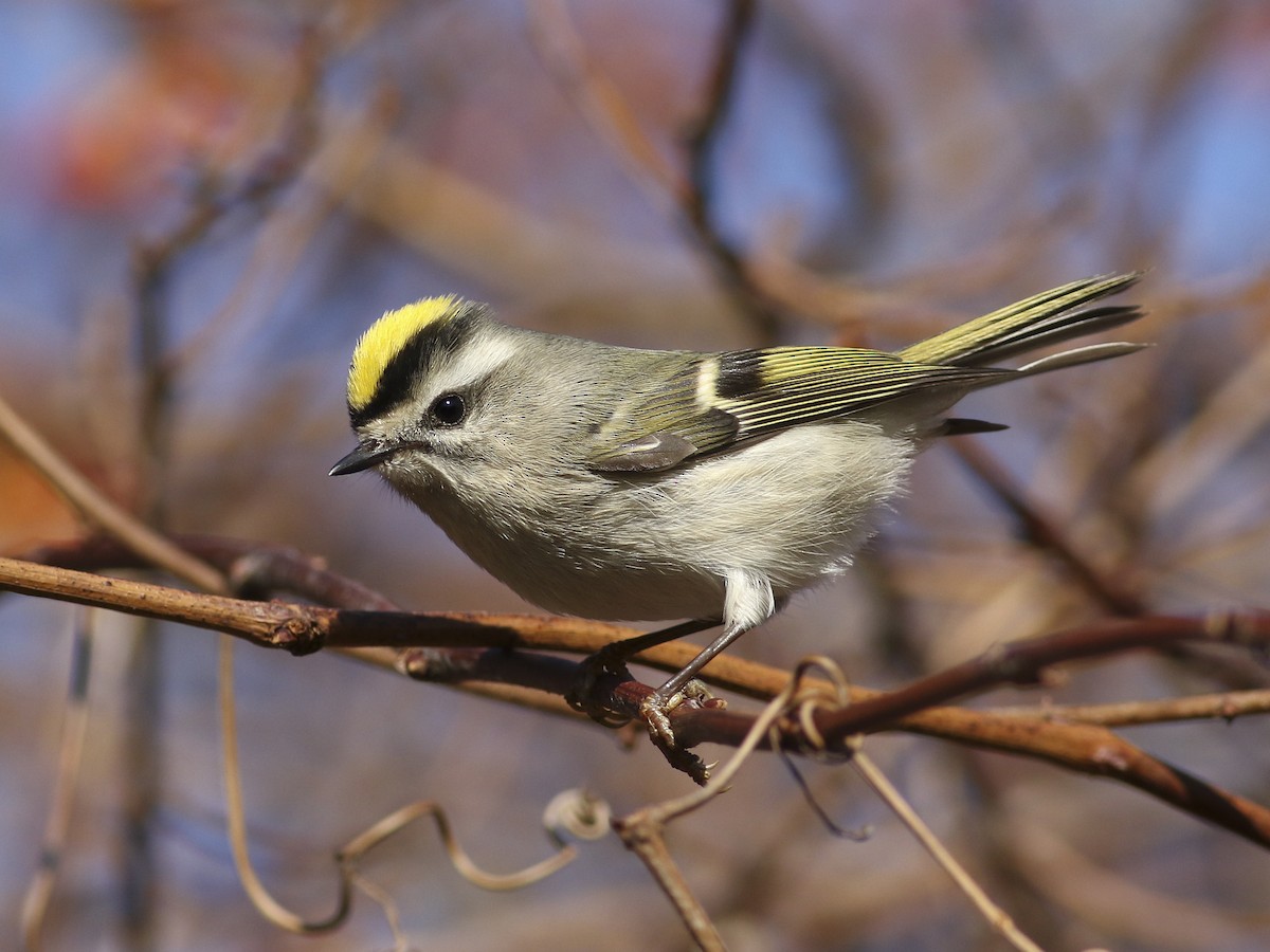 Golden-crowned Kinglet - Regulus satrapa - Birds of the World