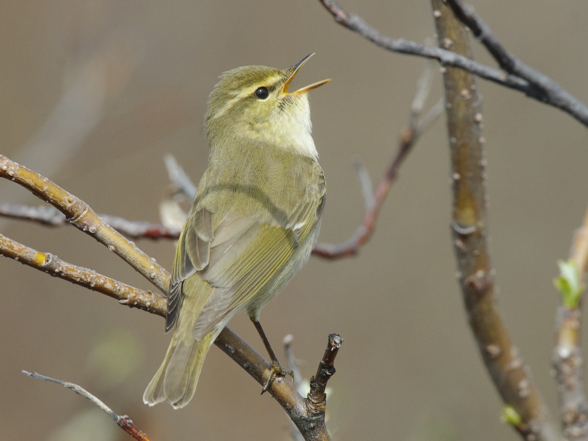 Arctic Warbler - Phylloscopus borealis - Birds of the World