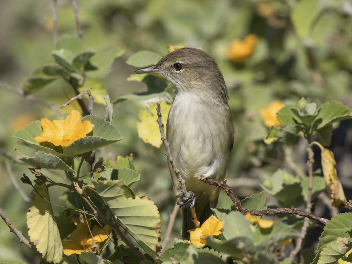 Millerbird - Acrocephalus familiaris - Birds of the World
