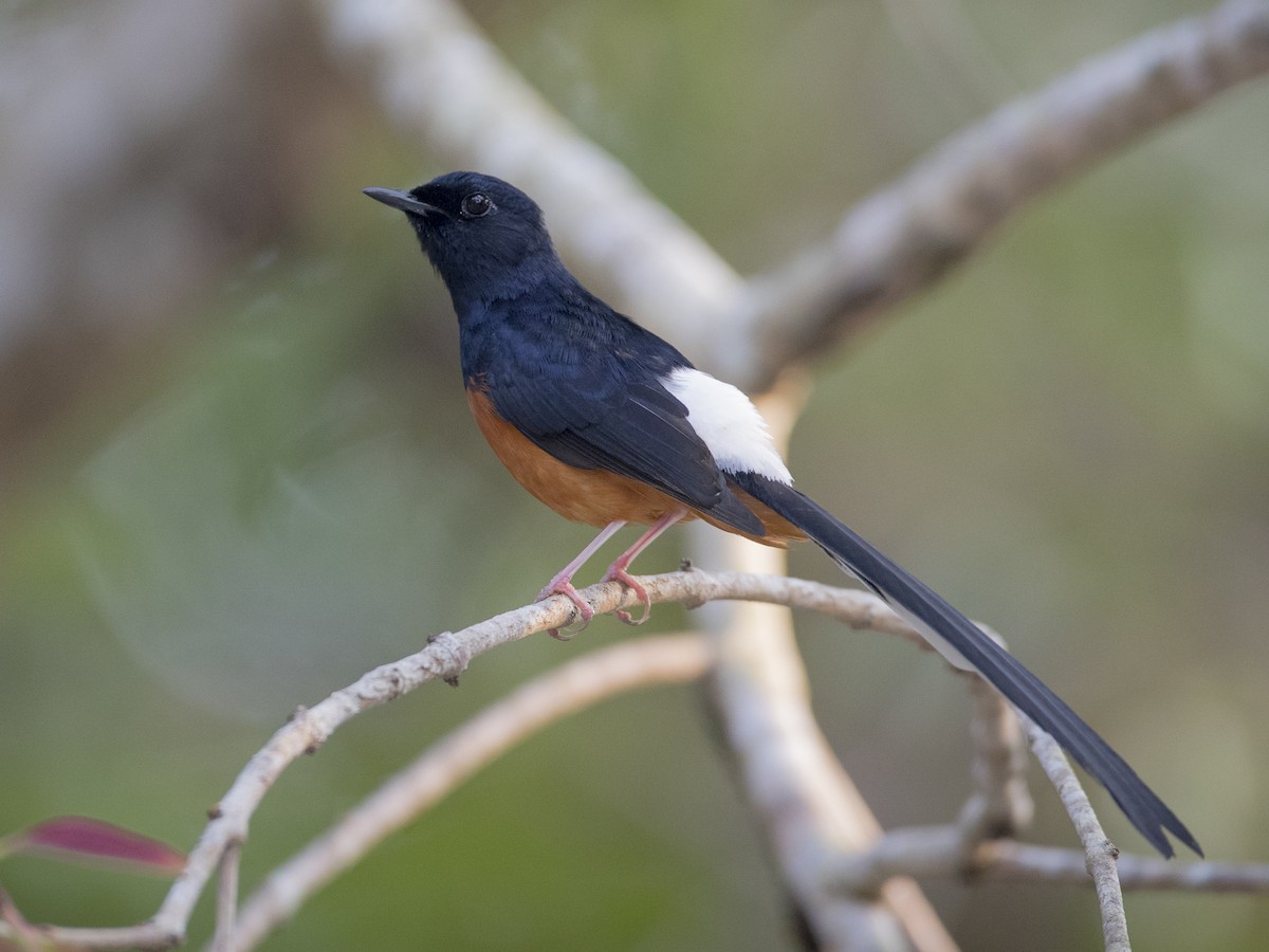 White-rumped Shama - Copsychus malabaricus - Birds of the World