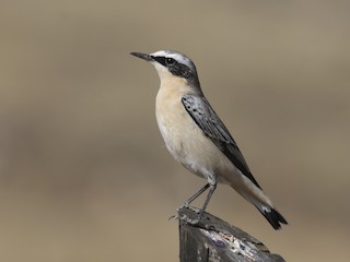 Northern Wheatear - Oenanthe oenanthe - Birds of the World