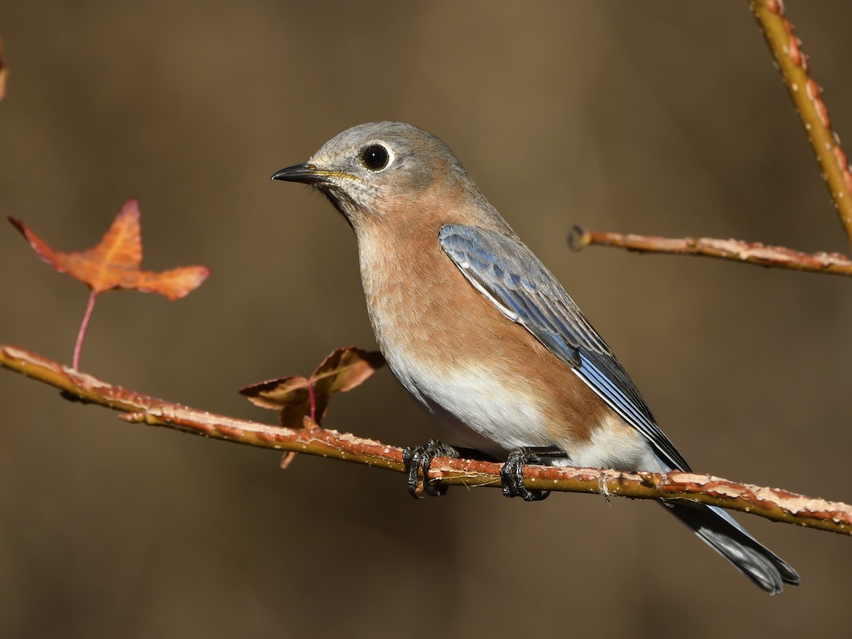 Eastern Bluebird - Sialia sialis - Birds of the World