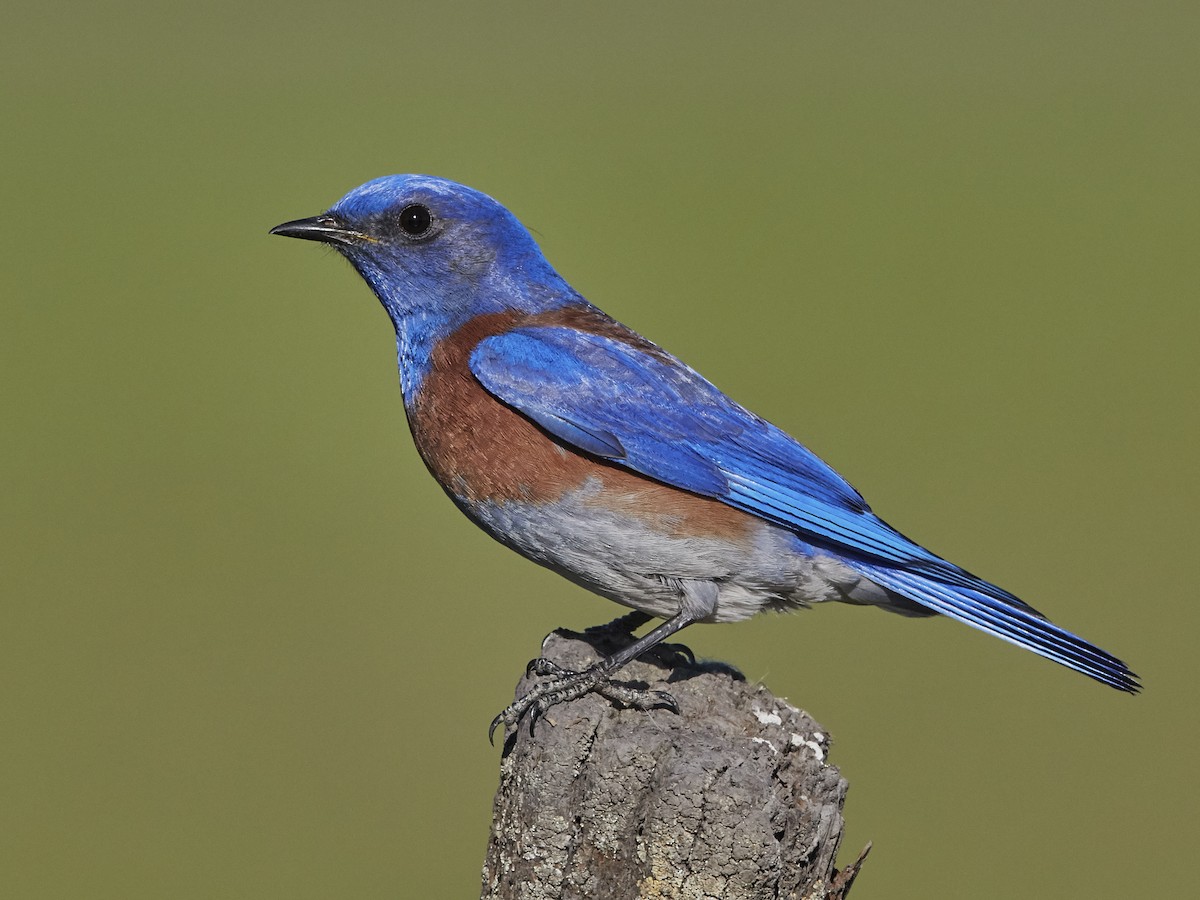 Western Bluebird - Sialia mexicana - Birds of the World
