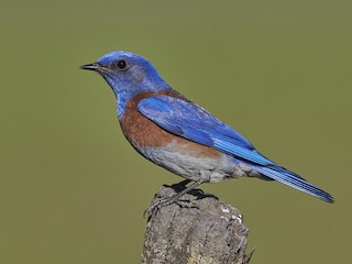Western Bluebird Range