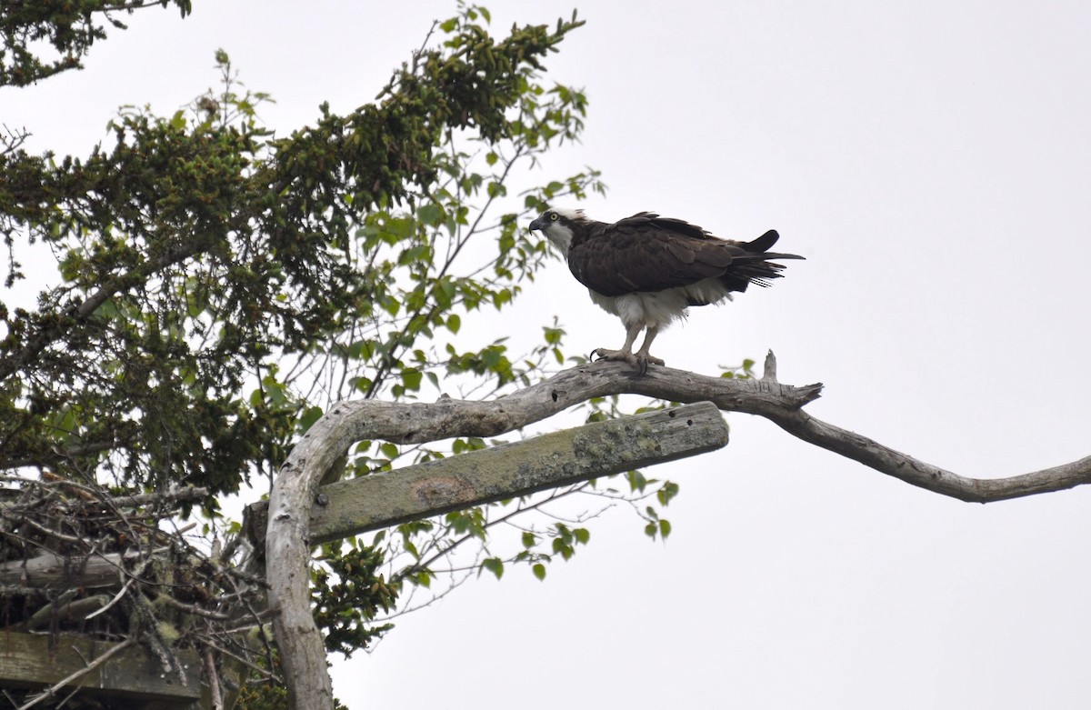 eBird Checklist - 21 Jun 2017 - Hog Island - 37 species