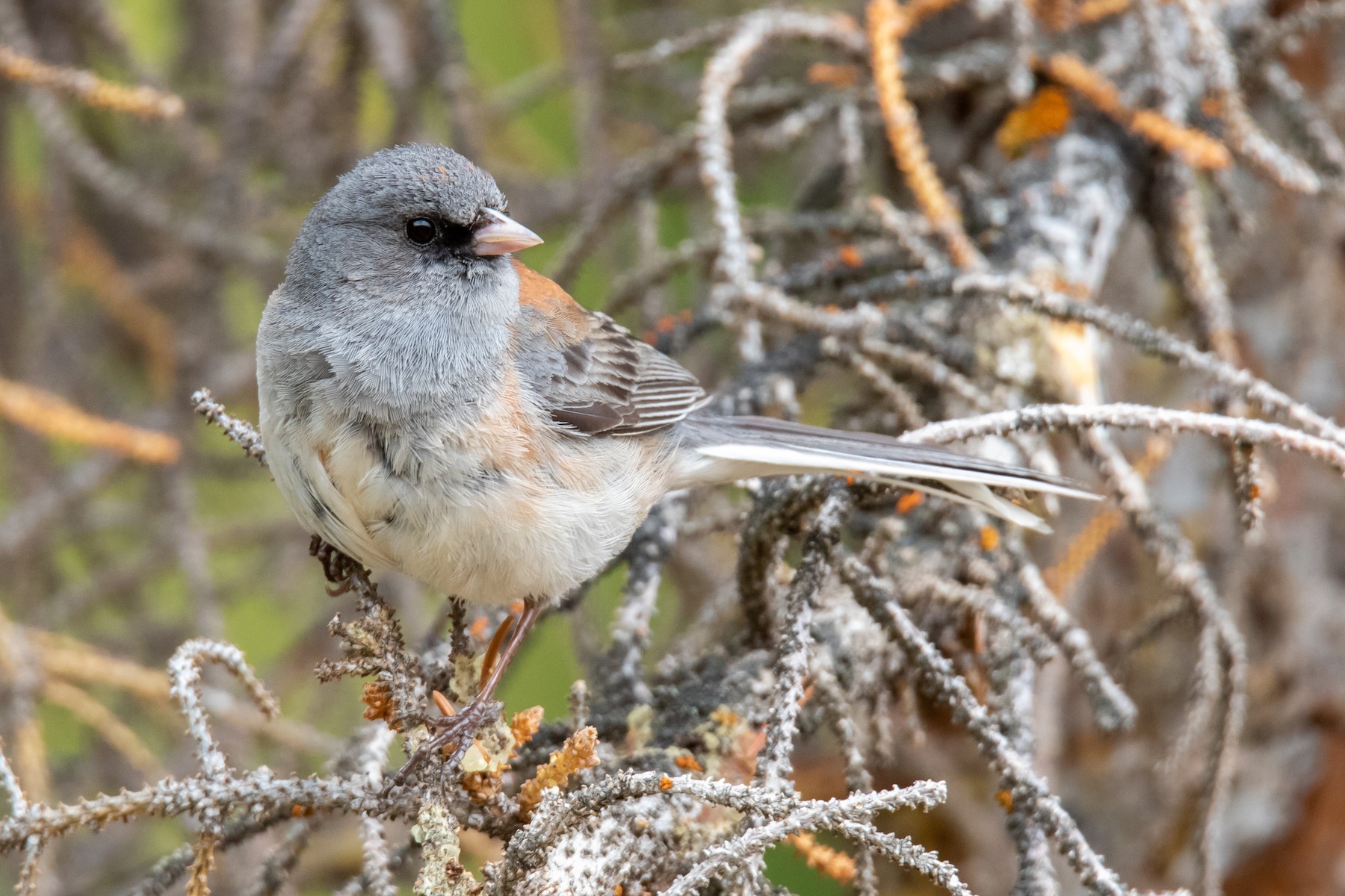 Dark-eyed Junco (Pink-sided x Grey-headed) - eBird