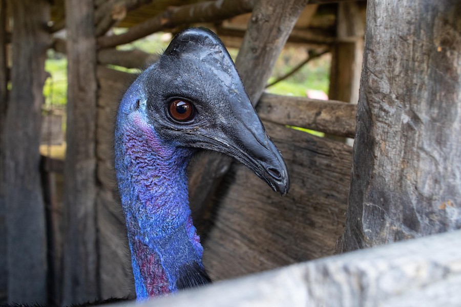 Dwarf Cassowary - eBird