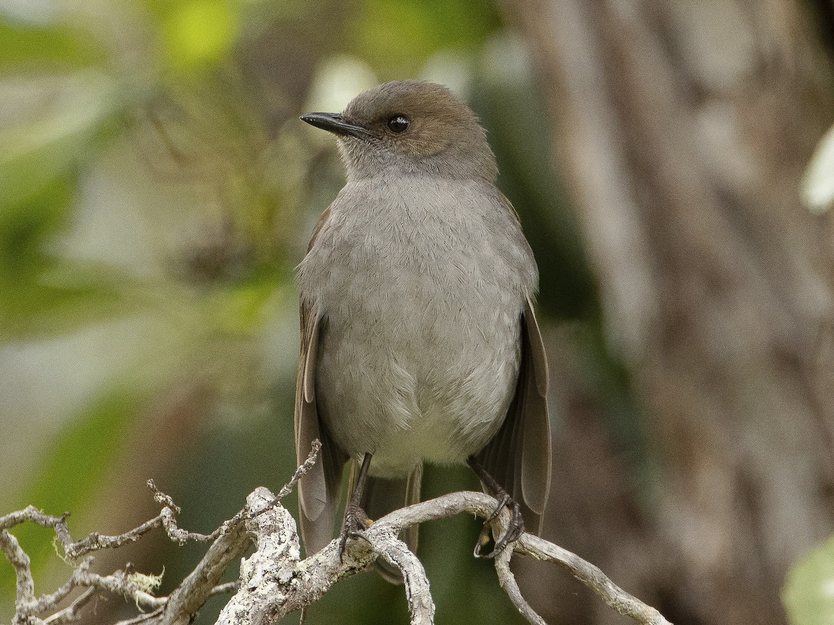 Omao - Myadestes obscurus - Birds of the World