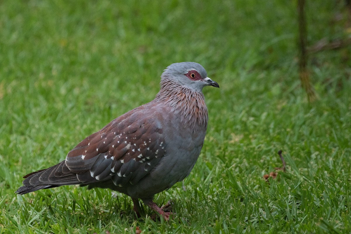 eBird Checklist - 5 Dec 2019 - Garden, Centurion, Gauteng, ZA (-25,852 ...