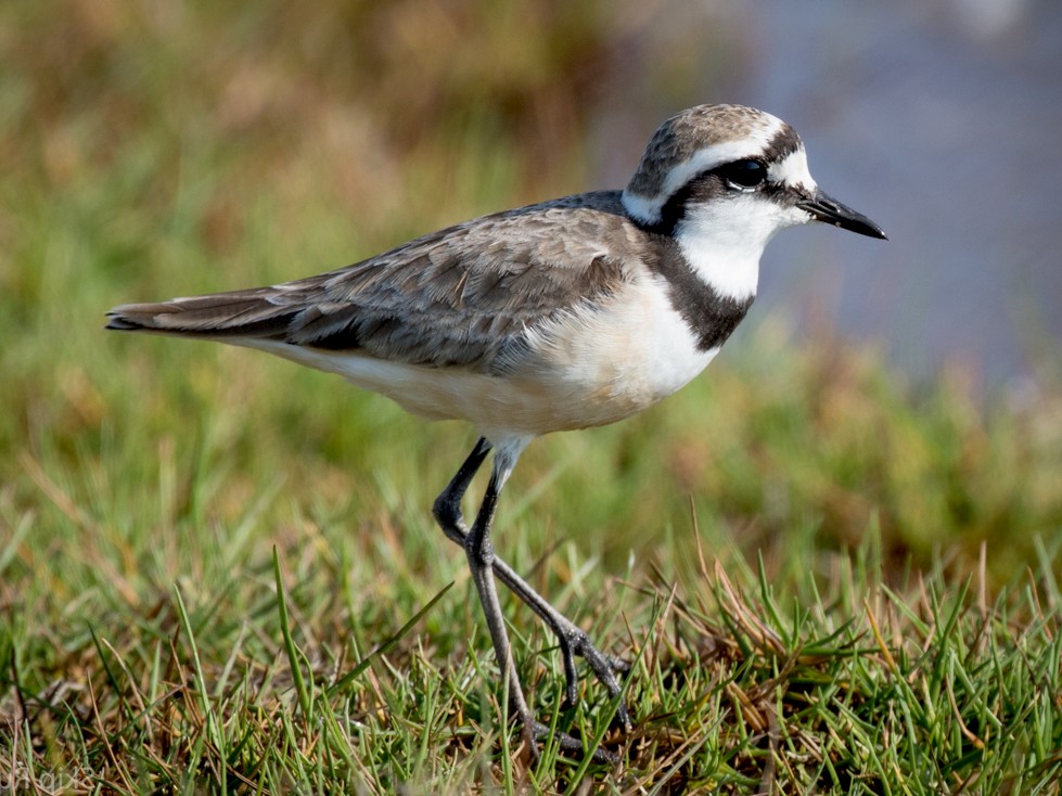 Madagascar Plover - eBird
