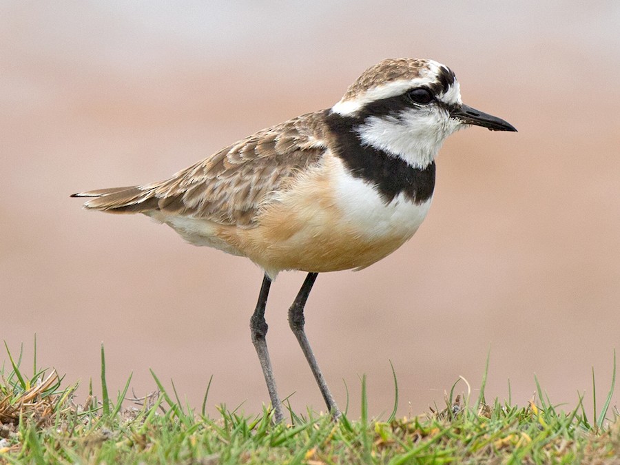 Madagascar Plover - eBird