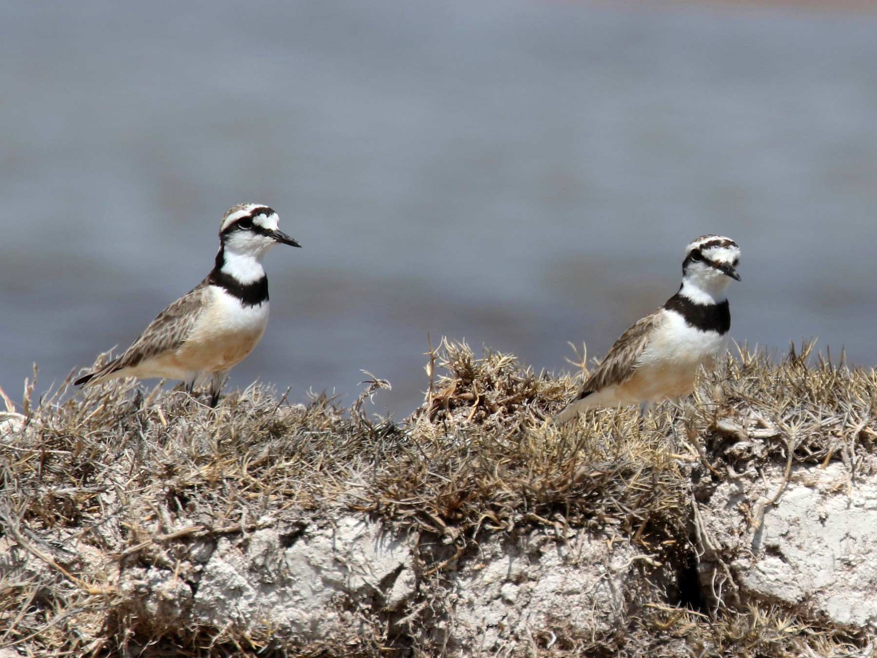 Madagascar Plover - eBird