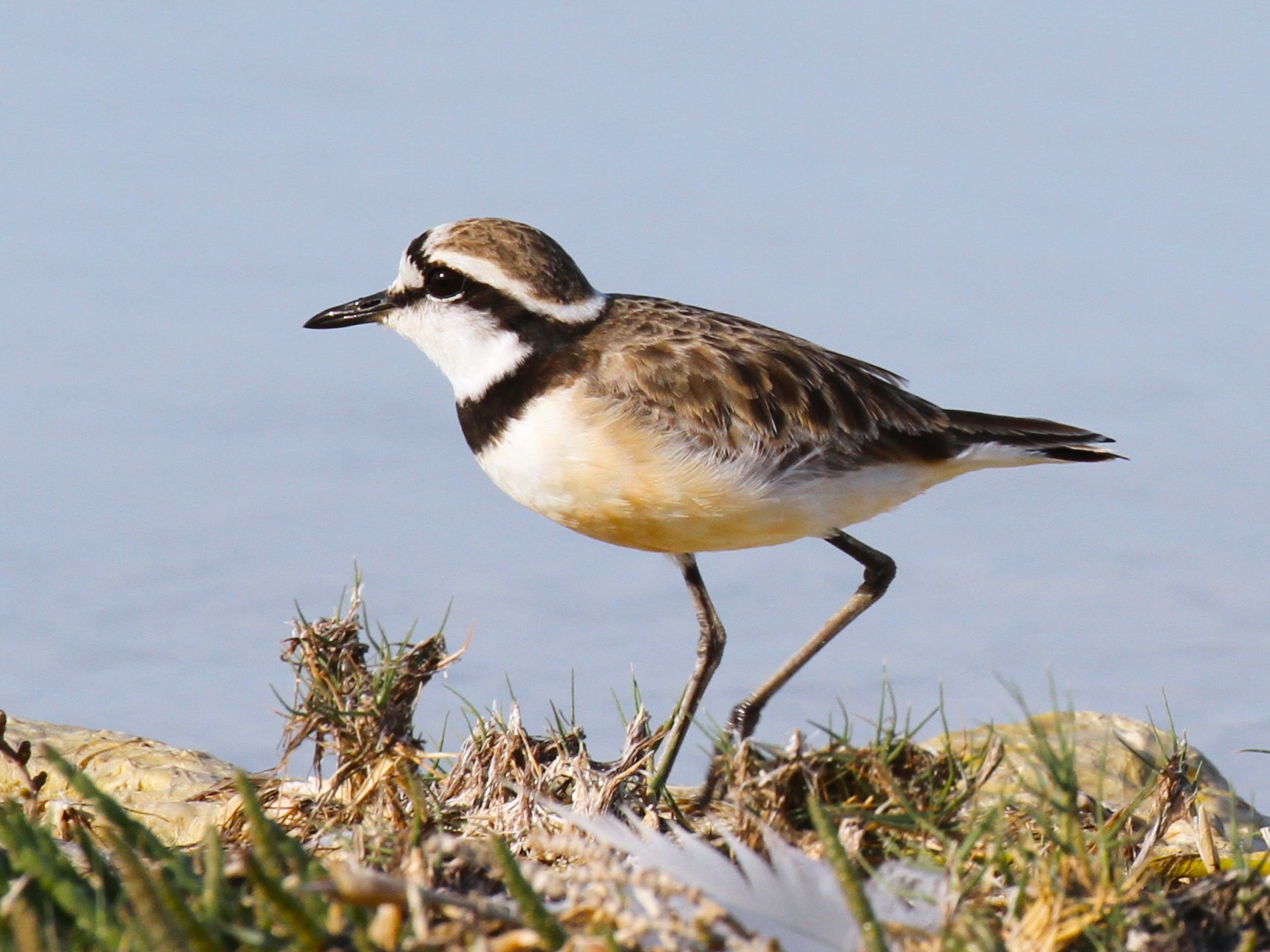 Madagascar Plover - eBird