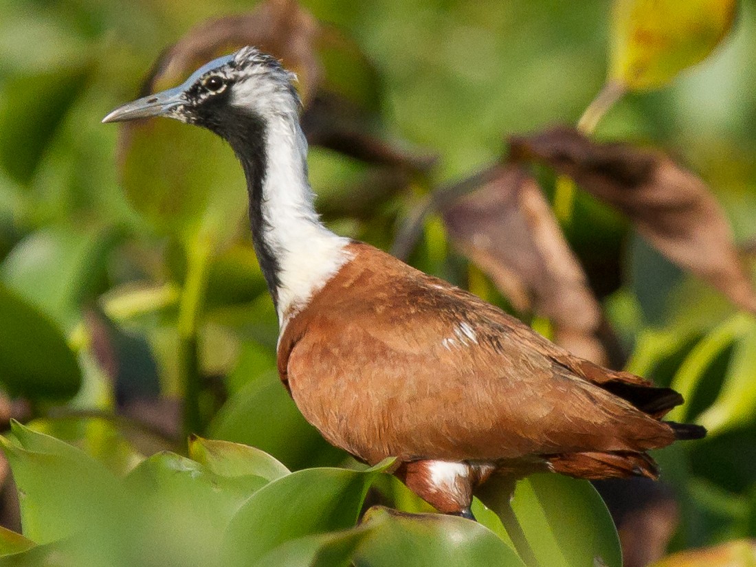 Madagascar Jacana - eBird