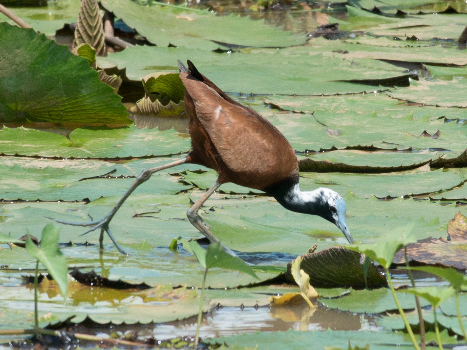 Madagascar Jacana - eBird