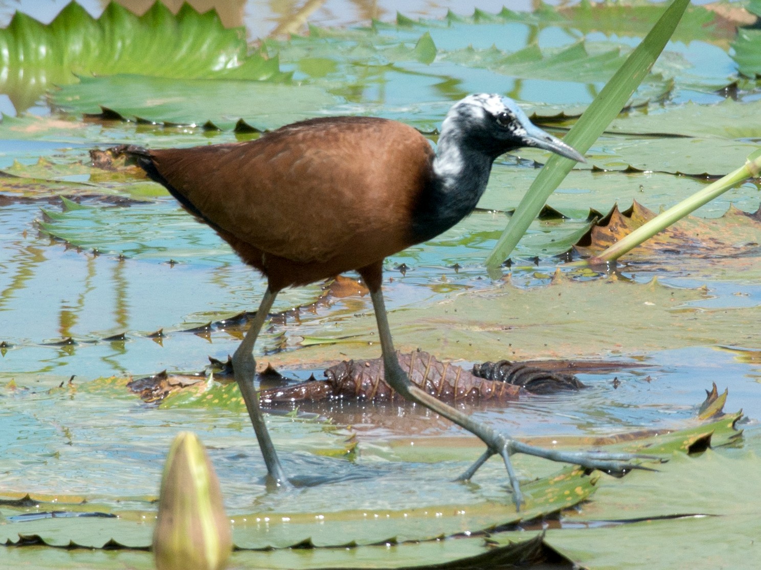 Madagascar Jacana - eBird