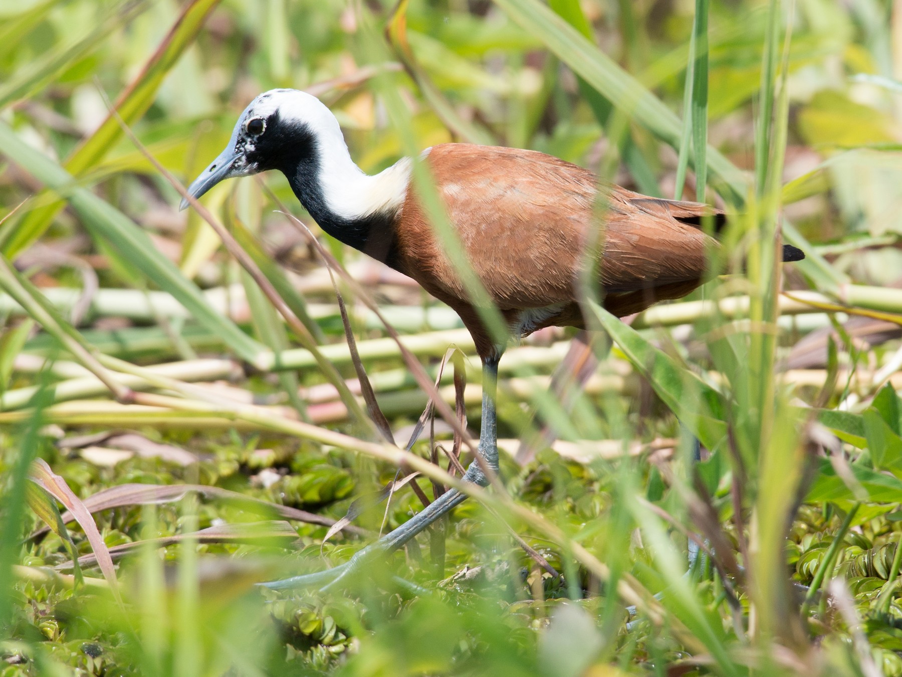 Madagascar Jacana - eBird