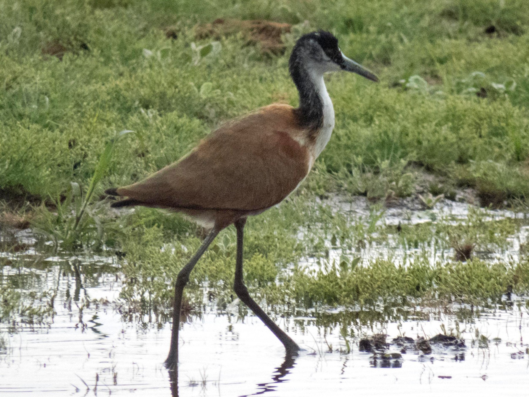 Madagascar Jacana - eBird