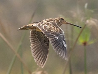 Madagascar Snipe - eBird