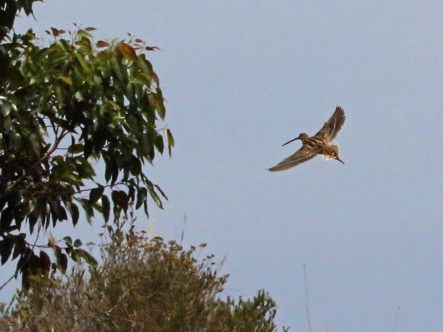 Madagascar Snipe - eBird
