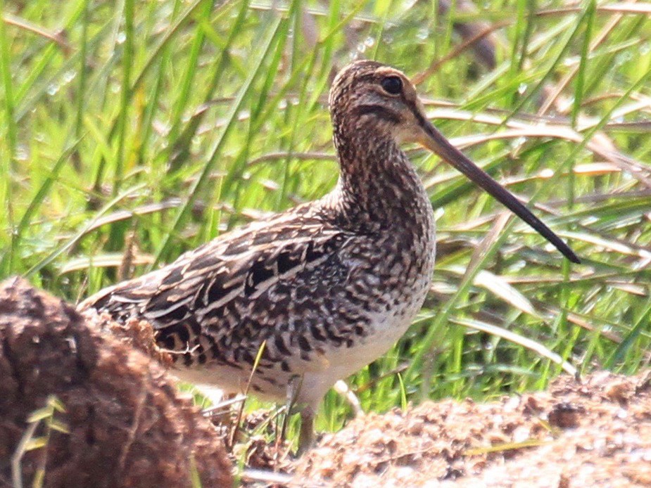 Madagascar Snipe - eBird