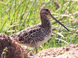 Madagascar Snipe - eBird