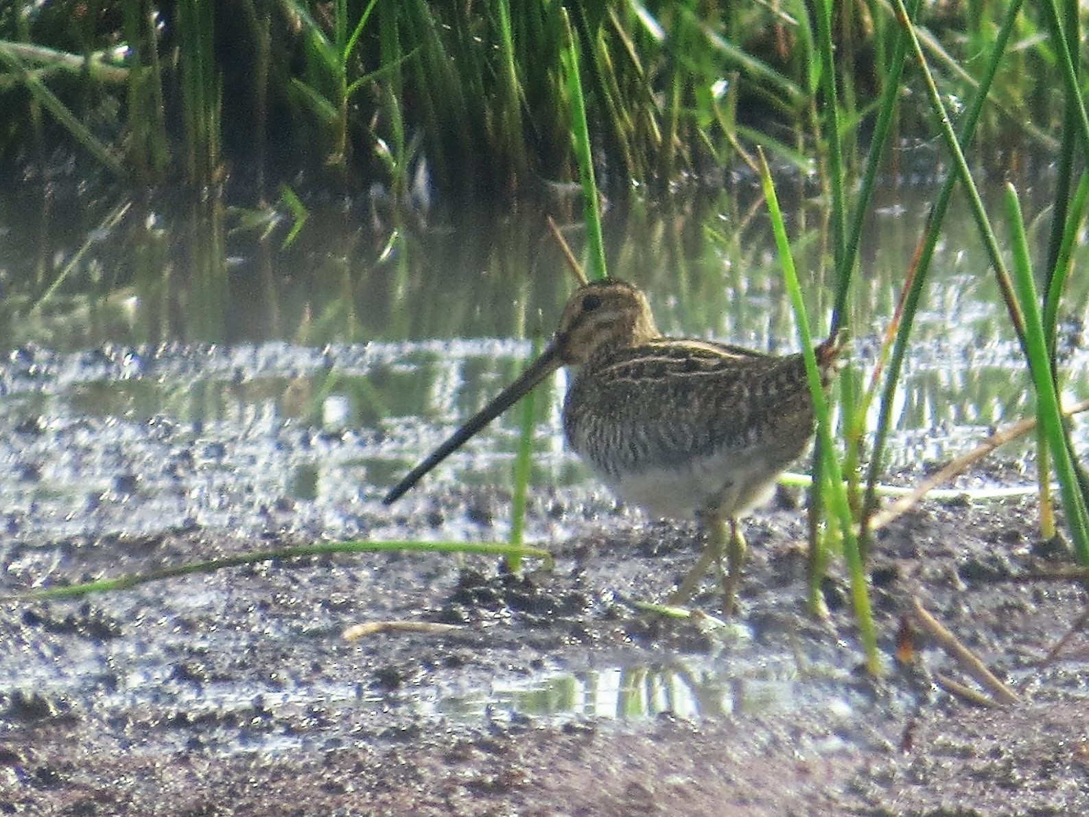 Madagascar Snipe - eBird
