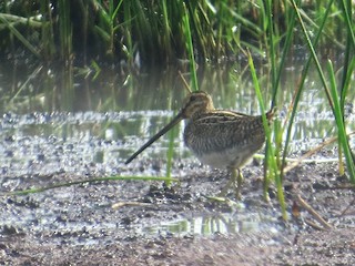 Madagascar Snipe - eBird