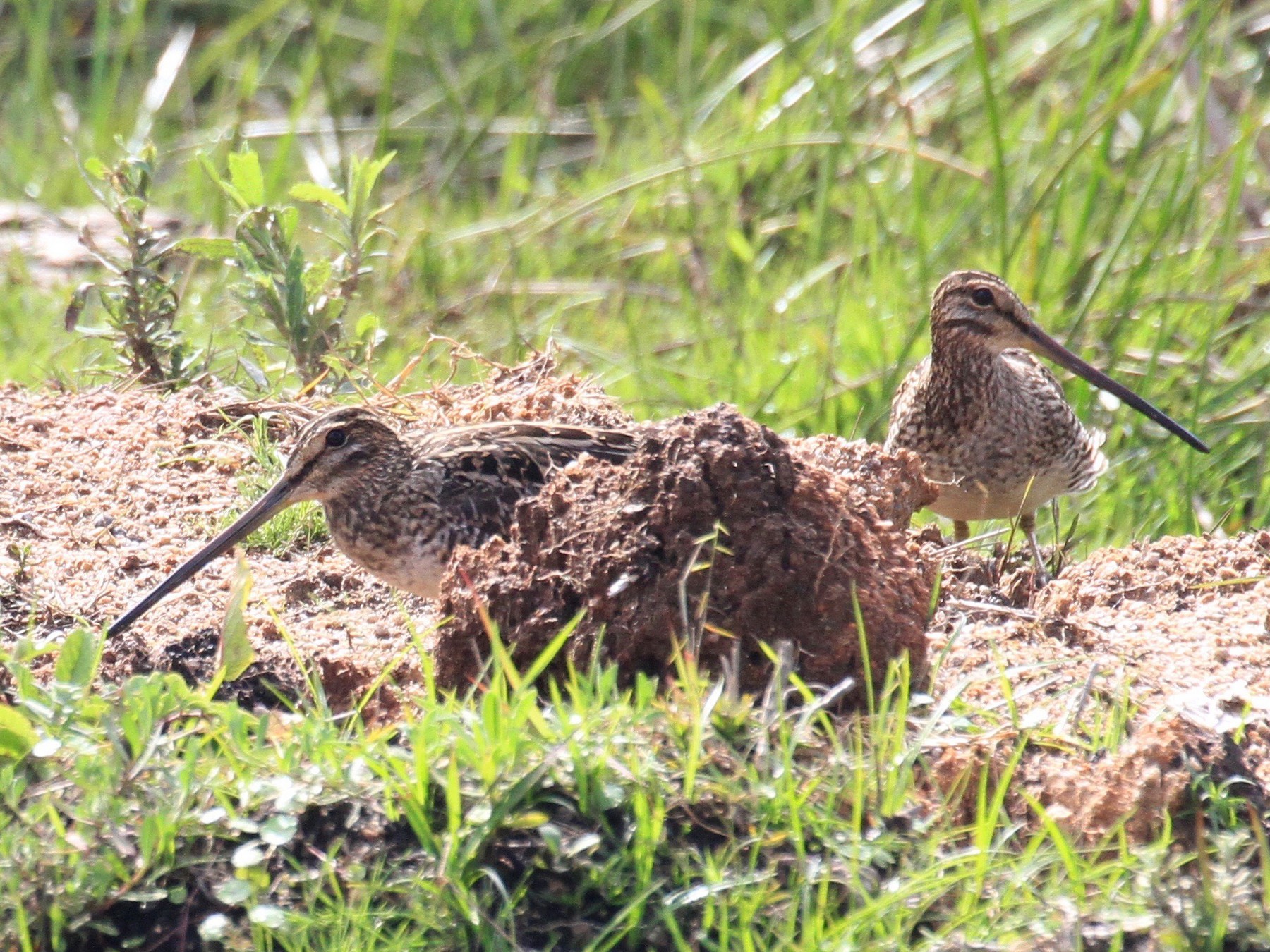 Madagascar Snipe - eBird