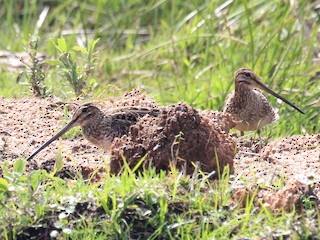 Madagascar Snipe - eBird