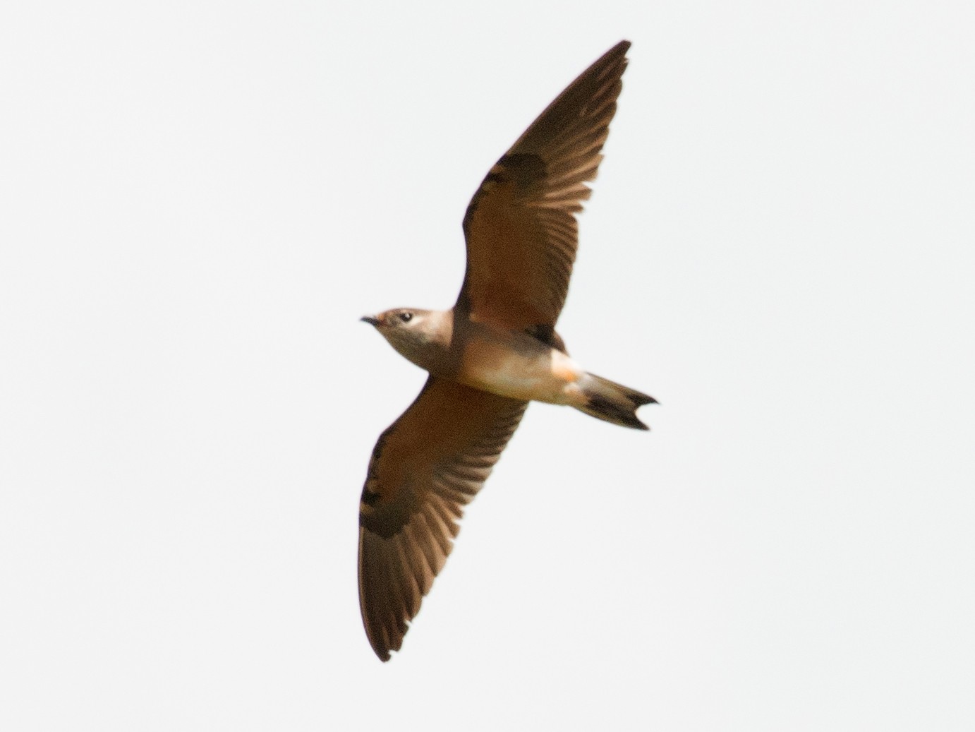 Madagascar Pratincole - eBird