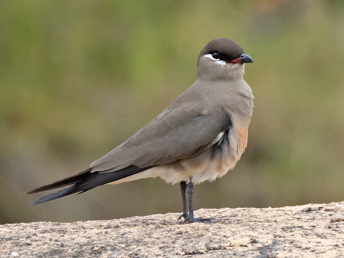 Madagascar Pratincole - eBird