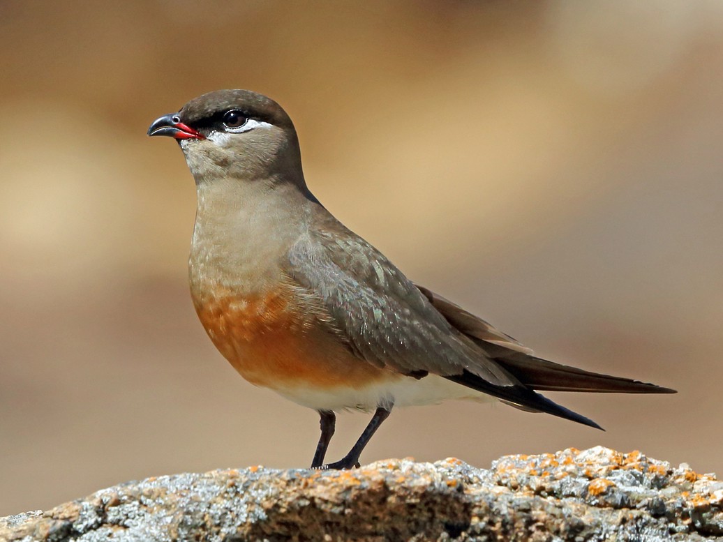 Madagascar Pratincole - eBird
