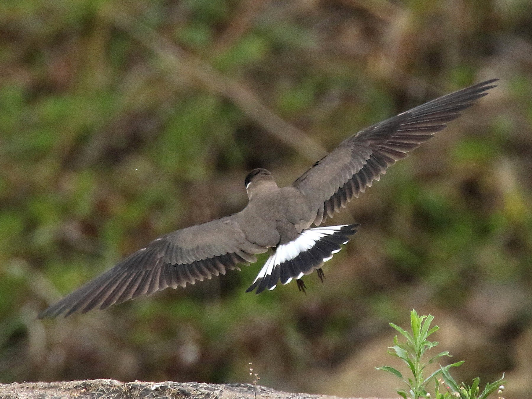 Madagascar Pratincole - eBird