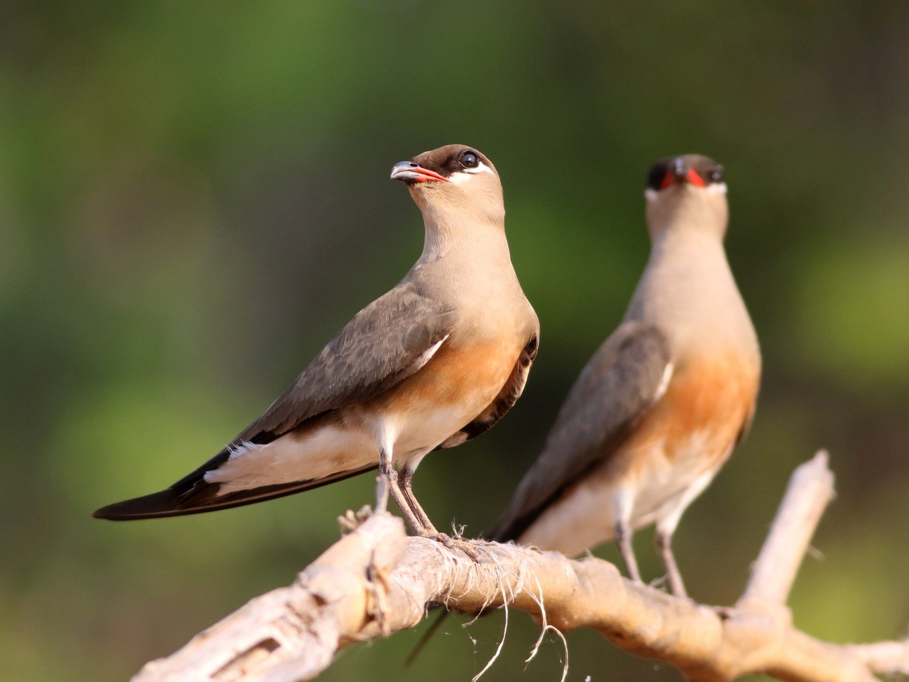 Madagascar Pratincole - eBird