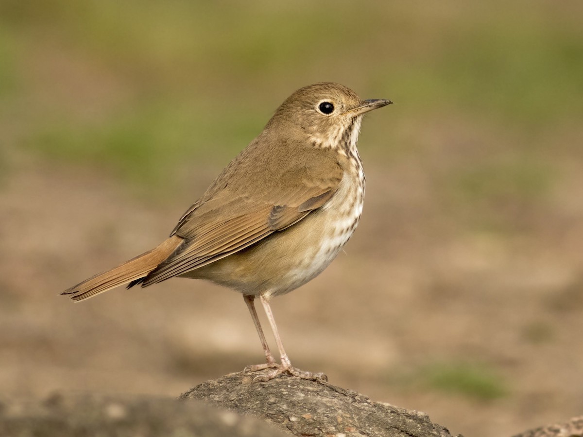 Hermit Thrush