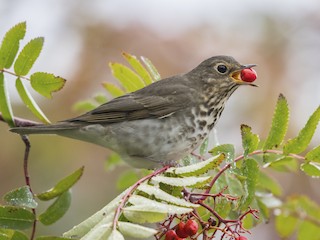Swainson's Thrush - Catharus ustulatus - Birds of the World