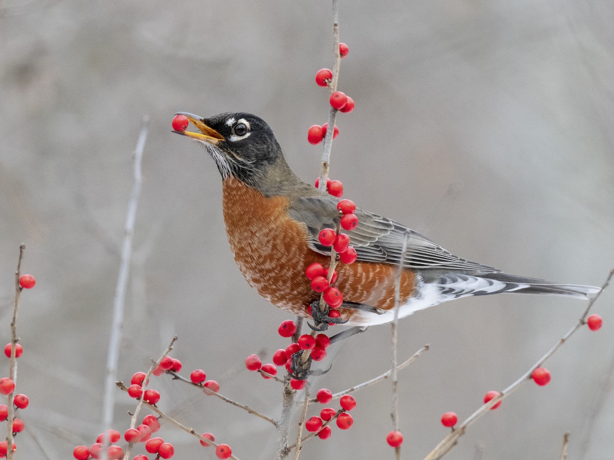 American Robin