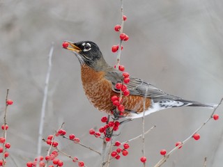 American Robin - Turdus migratorius - Birds of the World