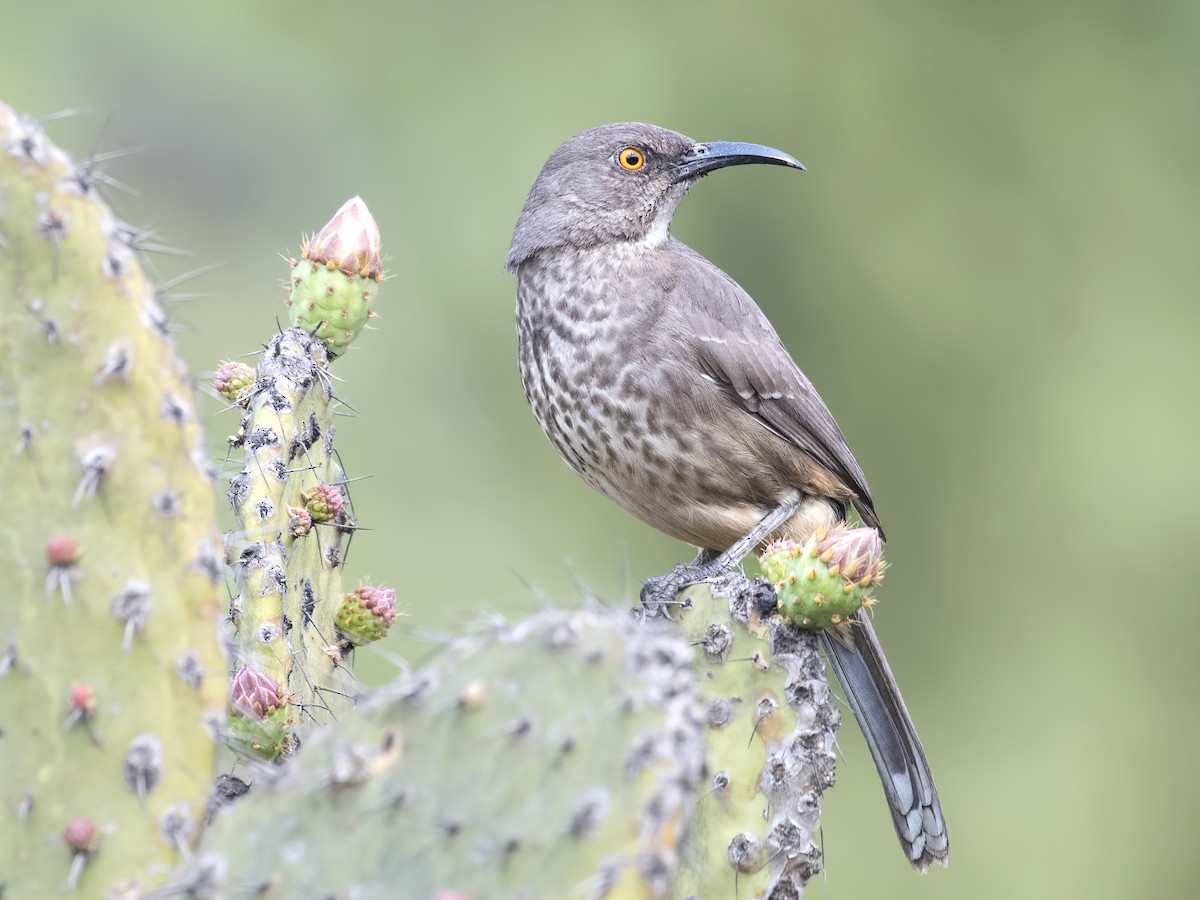 Curve-billed Thrasher - Toxostoma curvirostre - Birds of the World