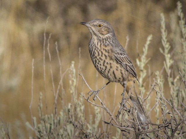 Sage Thrasher