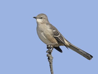 Juvenil De Mockingbird Do Norte Northern Mockingbird Adult And