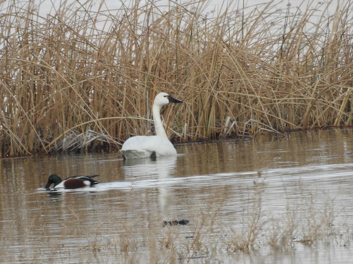 eBird Checklist - 7 Dec 2019 - Piute Ponds (permit required) - 46 ...
