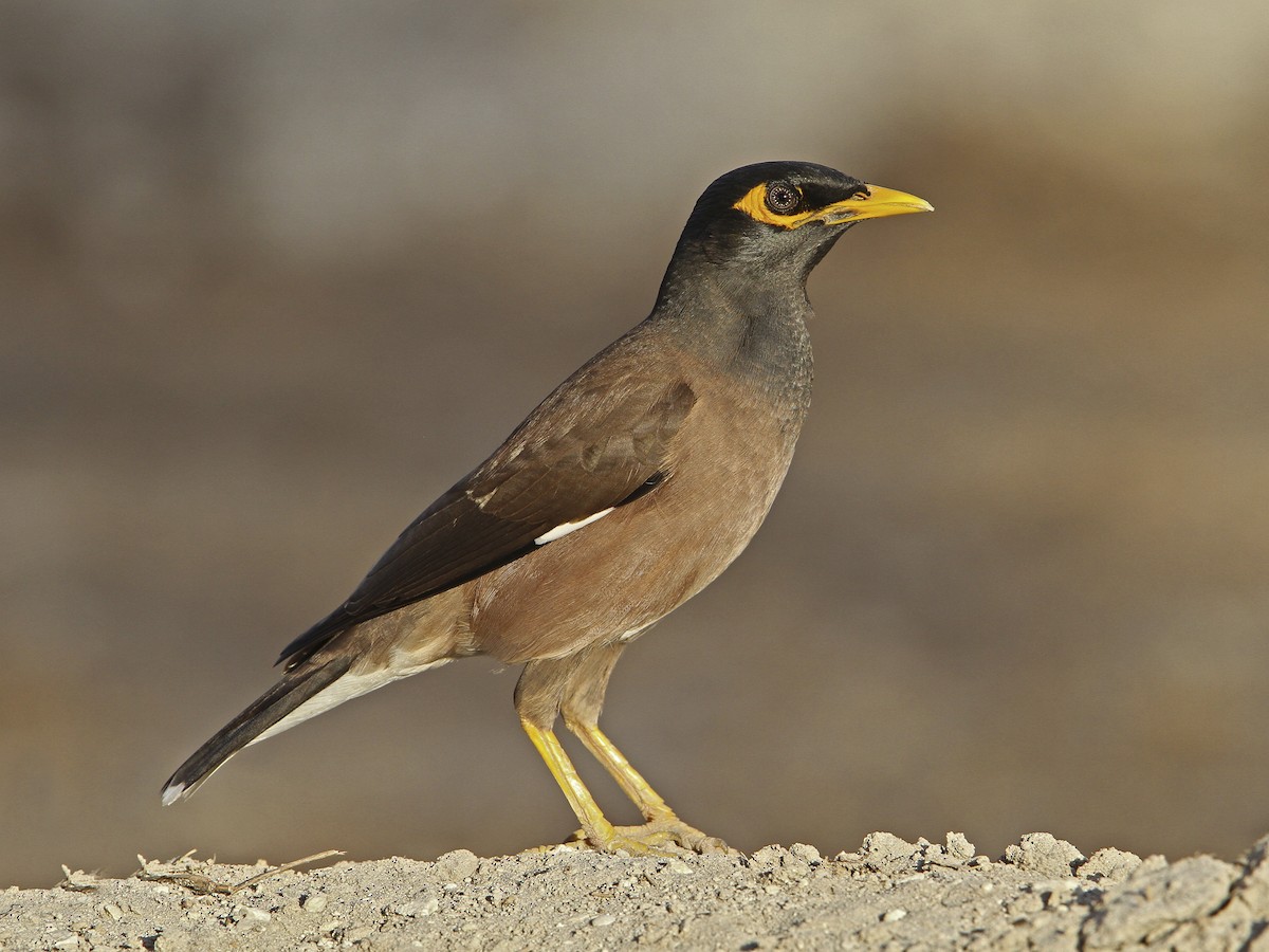 Common Myna - Acridotheres tristis - Birds of the World
