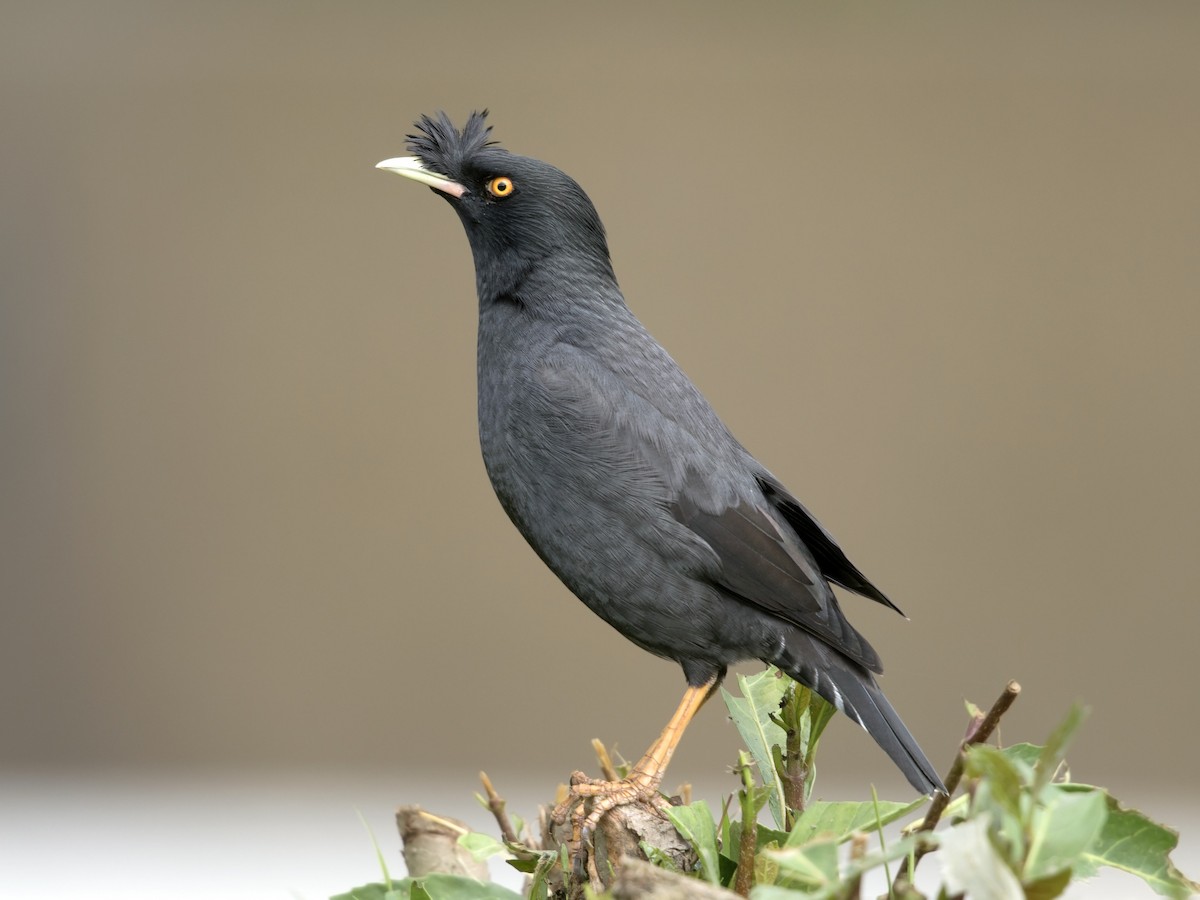 Crested Myna - Acridotheres cristatellus - Birds of the World