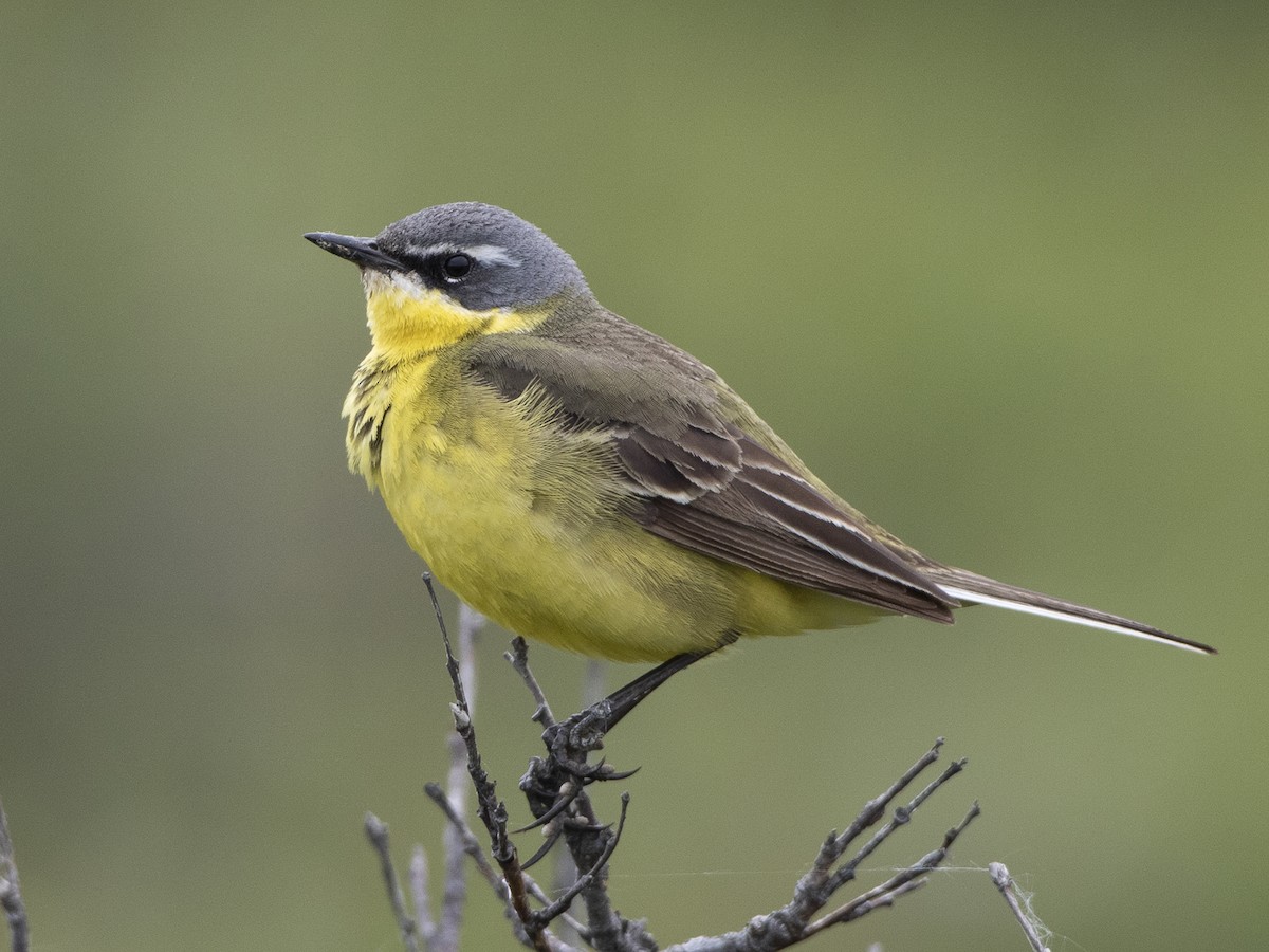 Eastern Yellow Wagtail - Motacilla tschutschensis - Birds of the World