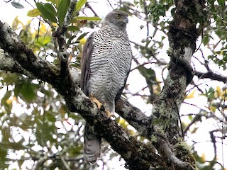 Henst's Goshawk - eBird