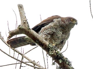 Henst's Goshawk - eBird